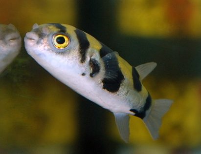 Autres – La Maison Du Poisson