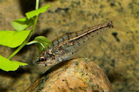 Characidés – La Maison Du Poisson