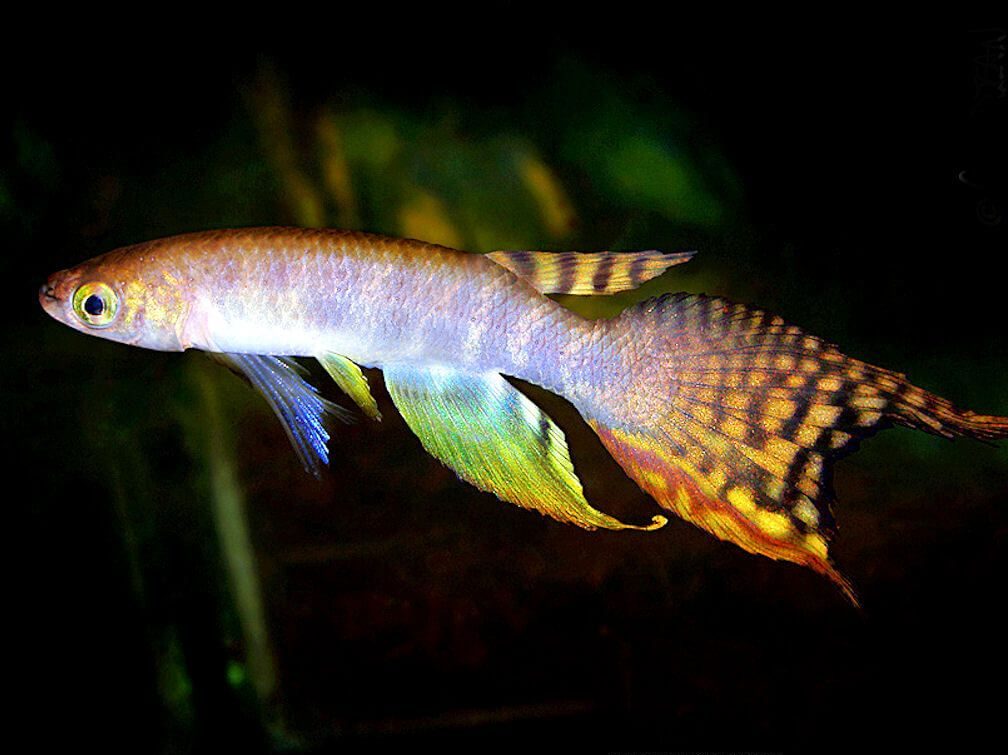 Autres – La Maison Du Poisson