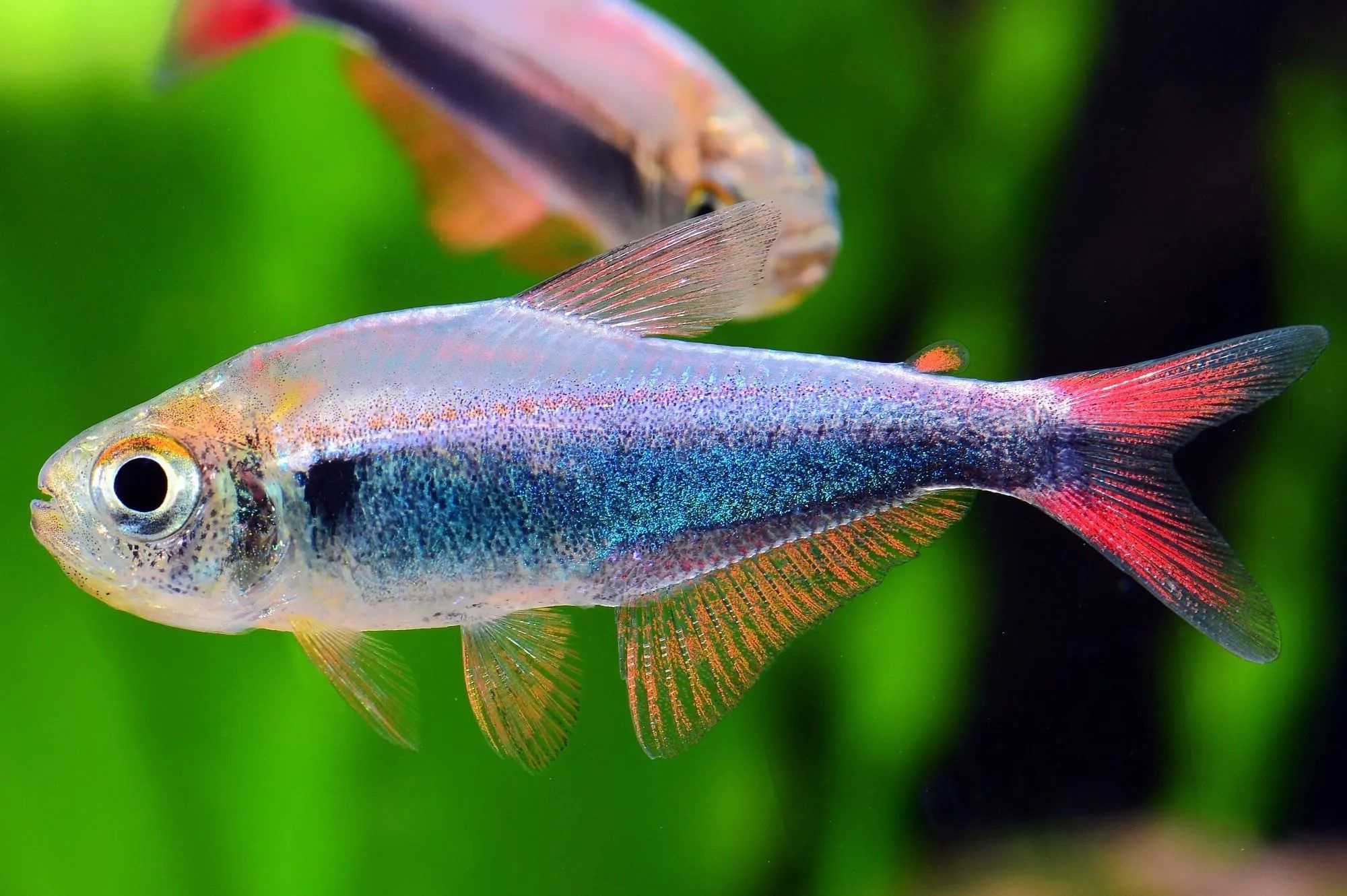 Characidés – La Maison Du Poisson