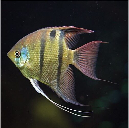 Pterophyllum – La Maison Du Poisson