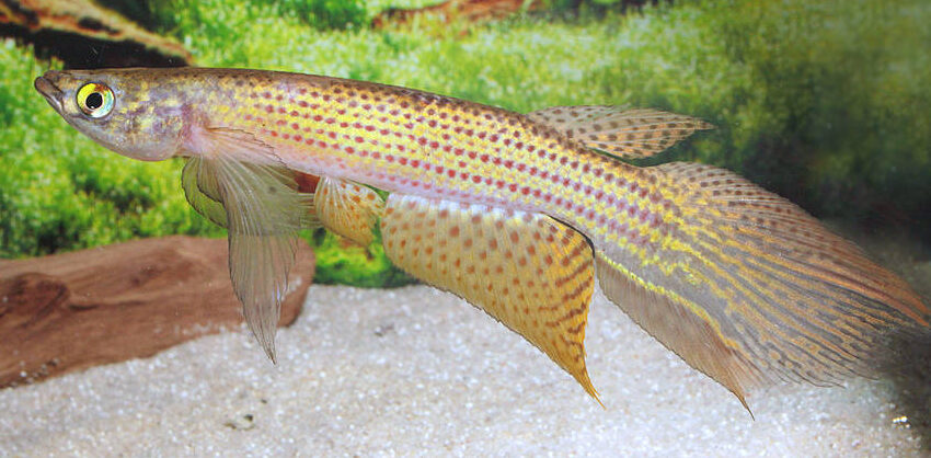 Autres – La Maison Du Poisson