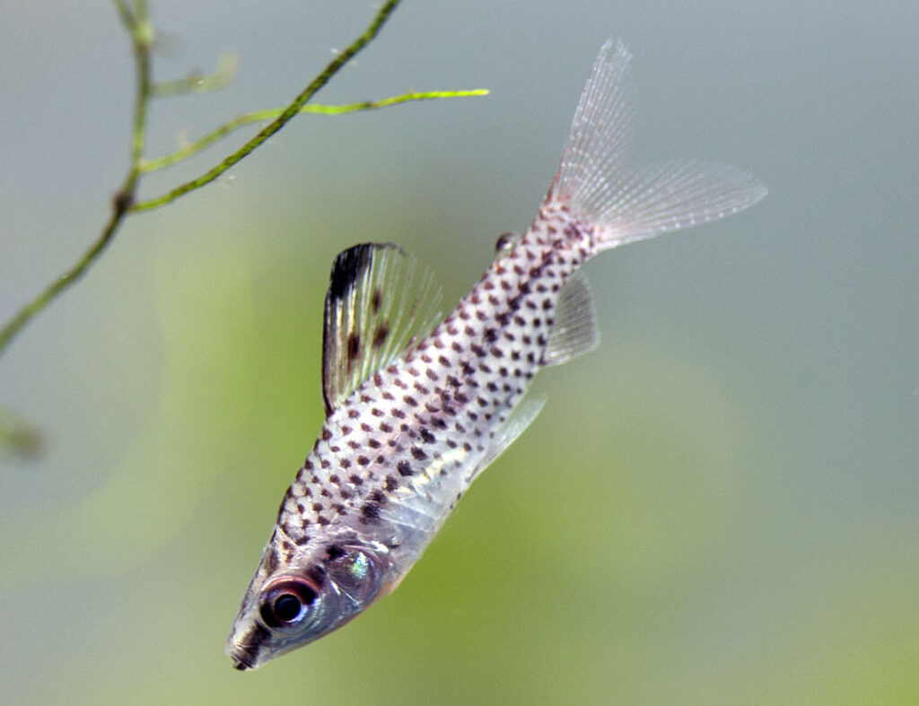 Autres – La Maison Du Poisson