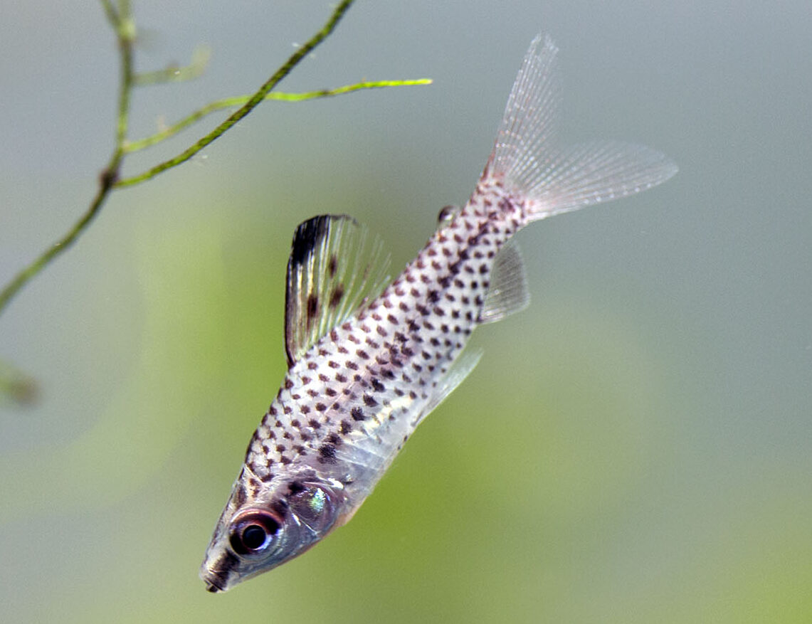 Autres – La Maison Du Poisson