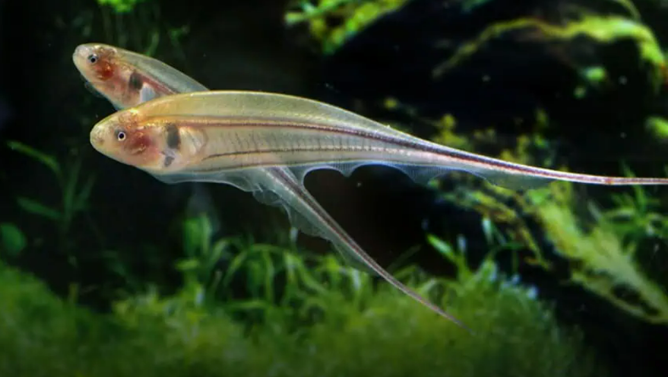 Autres – La Maison Du Poisson