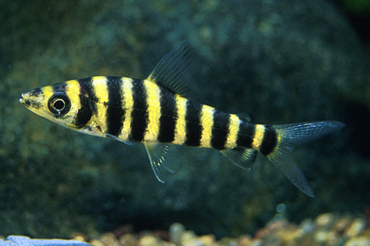 Autres – La Maison Du Poisson
